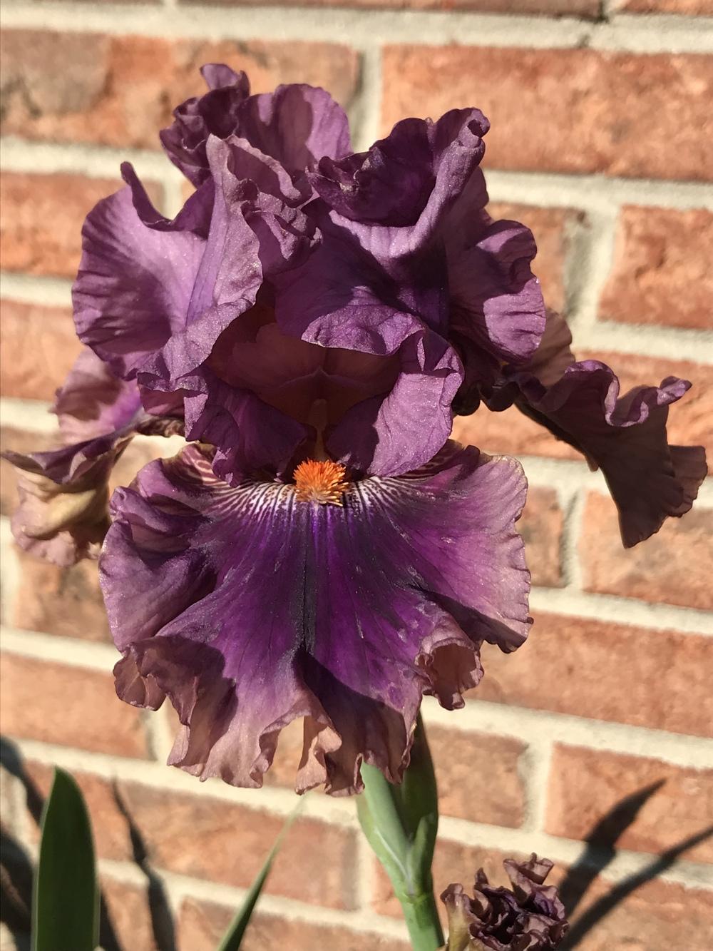 Photo of the bloom of Tall Bearded Iris (Iris 'Berry Scary') posted by ...