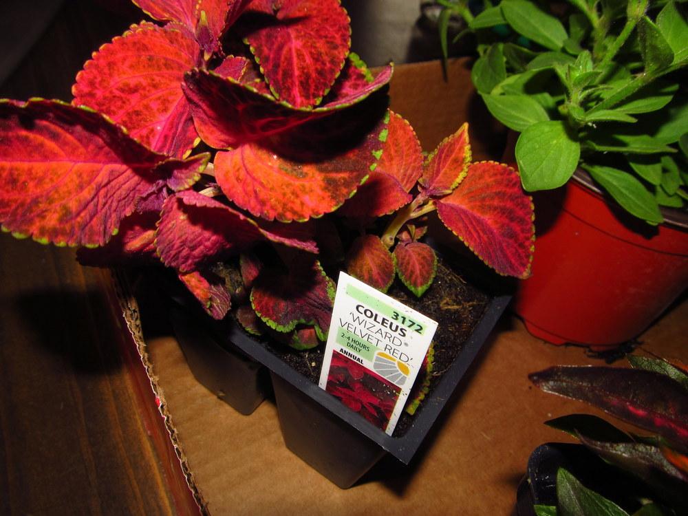 Coleus (Coleus scutellarioides Wizard Sun™ Velvet Red) in the Coleus ...