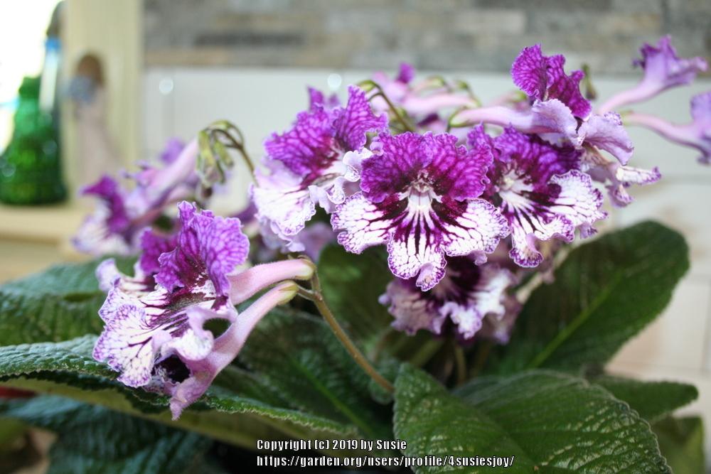 Cape Primroses: Plant Care and Collection of Varieties - Garden.org