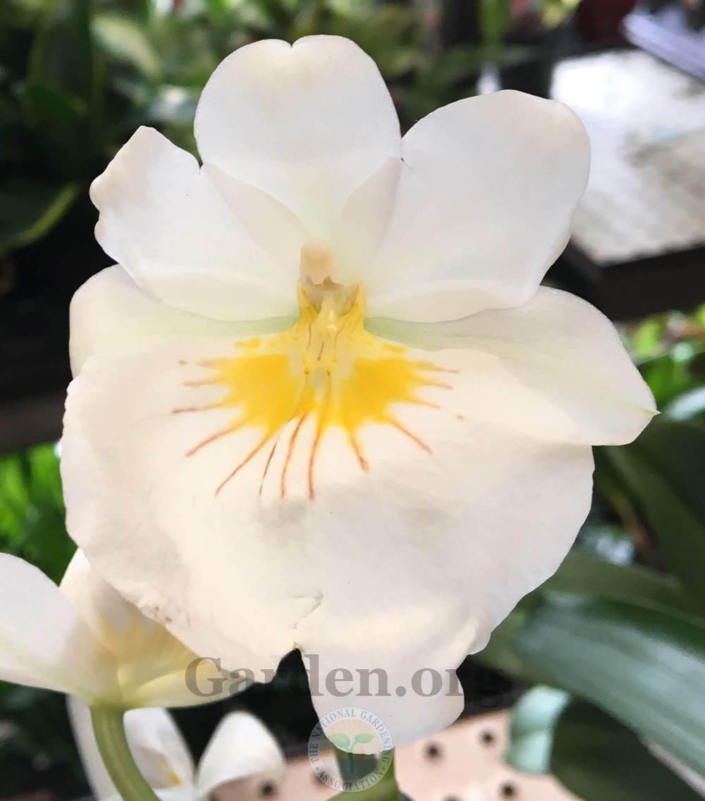 Pansy Orchid (Miltoniopsis Sun Glow 'Amazing') - Garden.org