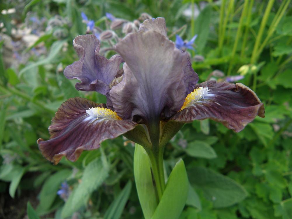 Standard Dwarf Bearded Iris (Iris 'Canine Caper') in the Irises ...