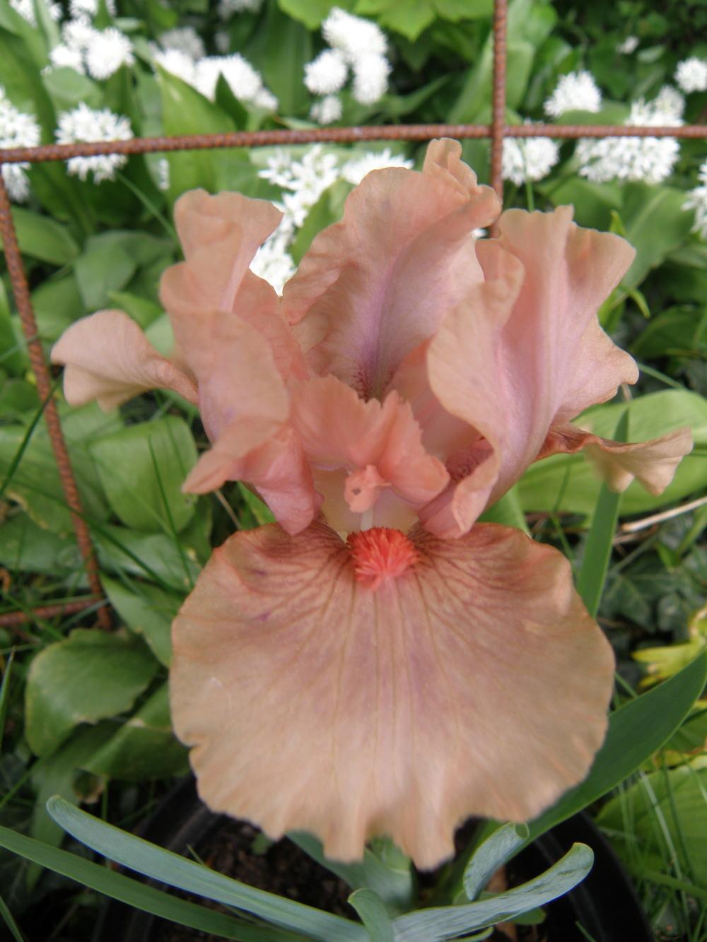 Standard Dwarf Bearded Iris (Iris 'Pigs in Space') in the Irises ...
