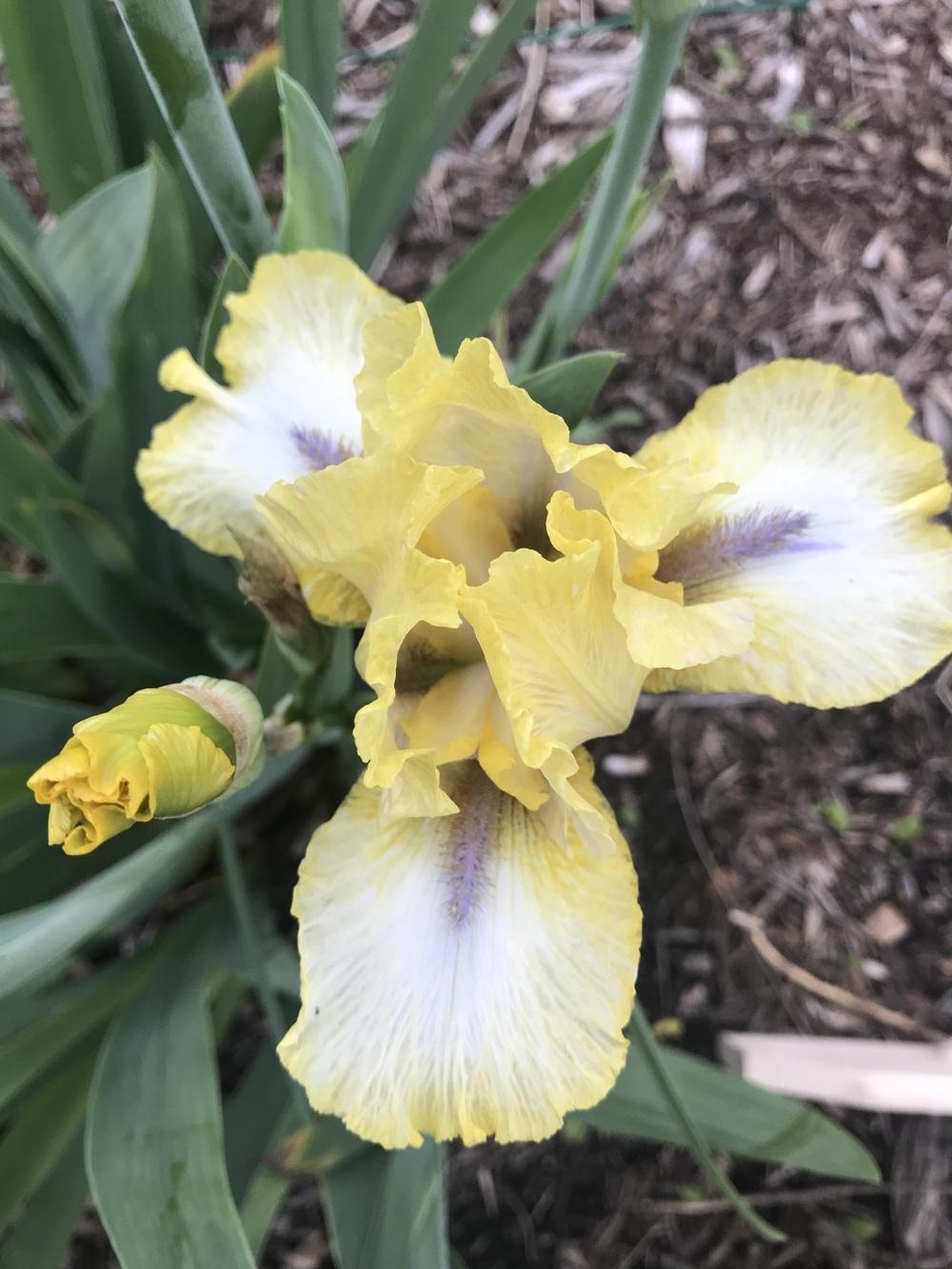 Photo of the bloom of Intermediate Bearded Iris (Iris 'Abbey Chant ...