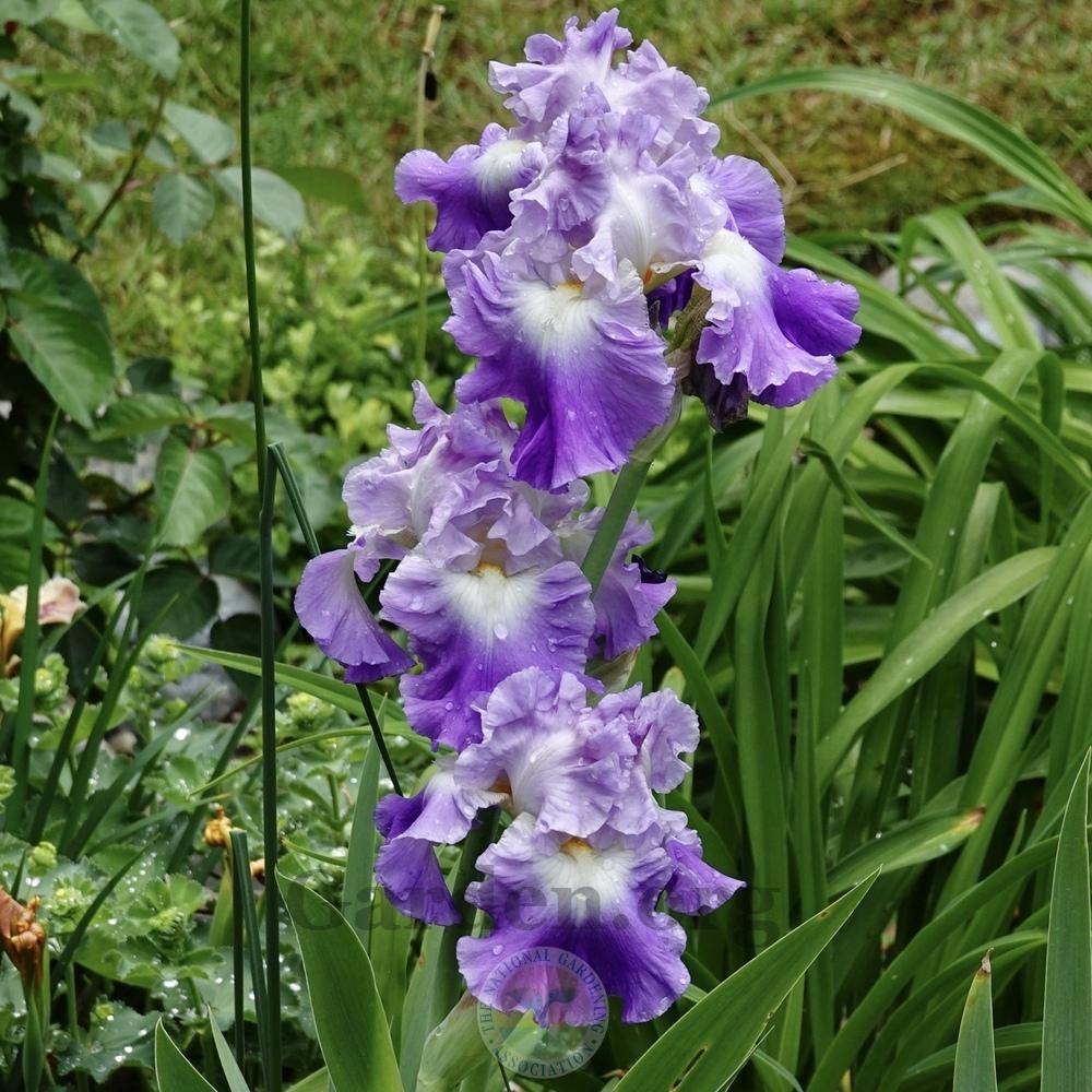 Photo of the entire plant of Tall Bearded Iris (Iris 'Joy Returns ...