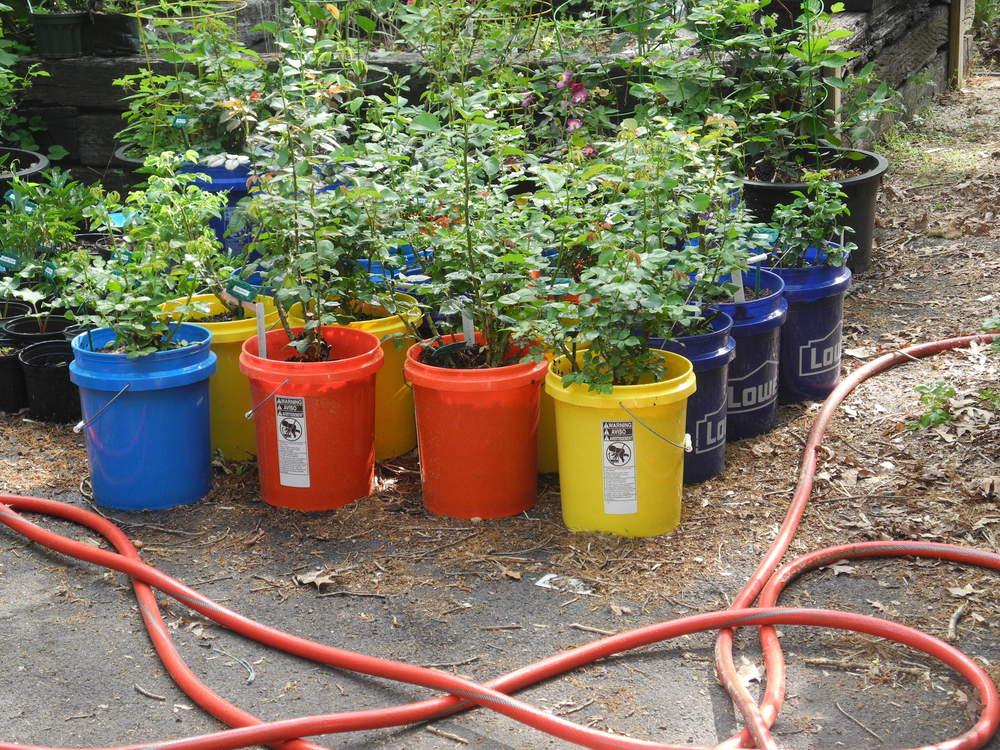 Box store bagged roses. in the Roses forum - Garden.org