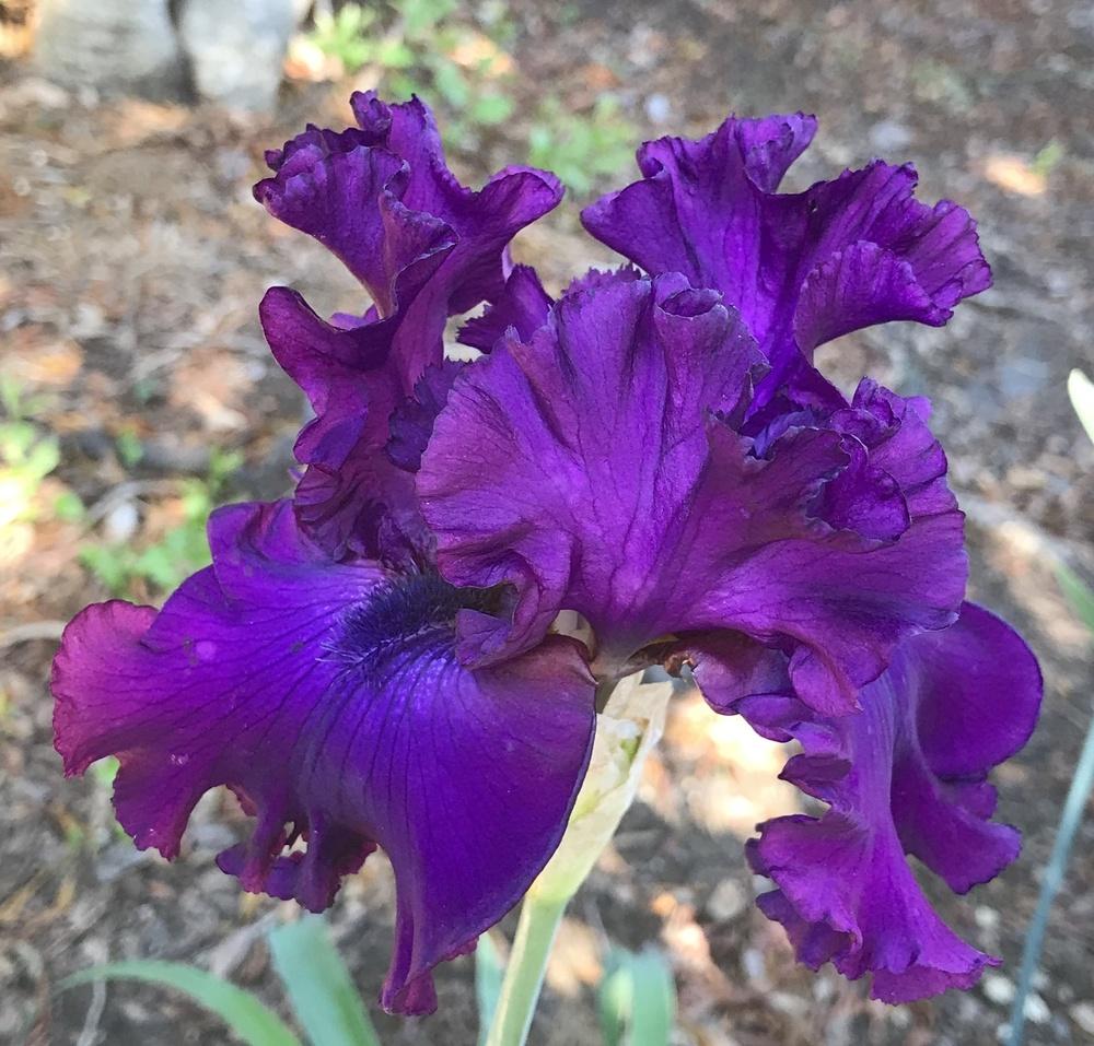 Photo of the bloom of Tall Bearded Iris (Iris 'Berry Fulfilling ...