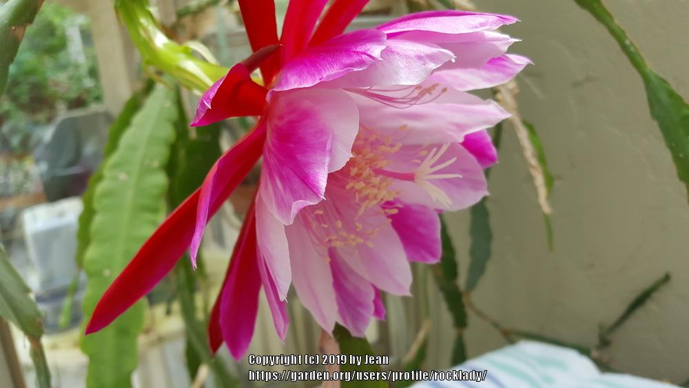 Epiphyllum: Plant Care and Collection of Varieties - Garden.org