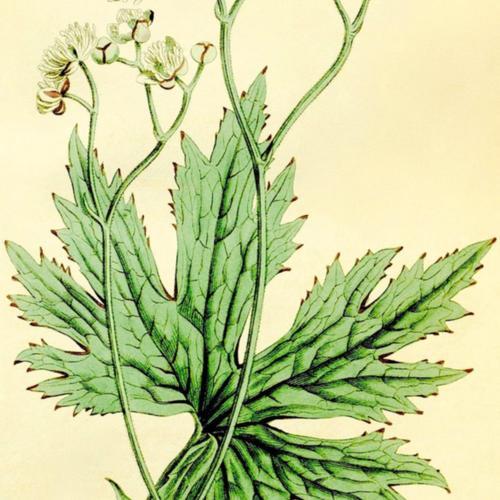 False Bugbane (Trautvetteria caroliniensis) - Garden.org