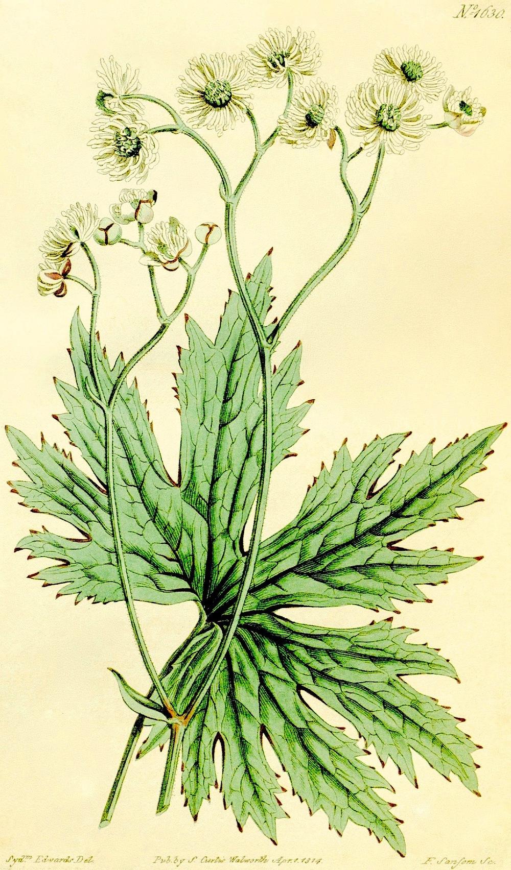 False Bugbane (Trautvetteria caroliniensis) - Garden.org