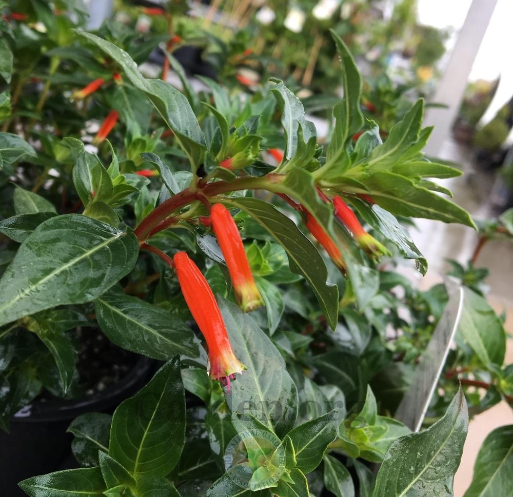 Photo of the bloom of Large Firecracker Plant (Cuphea Vermillionaire ...