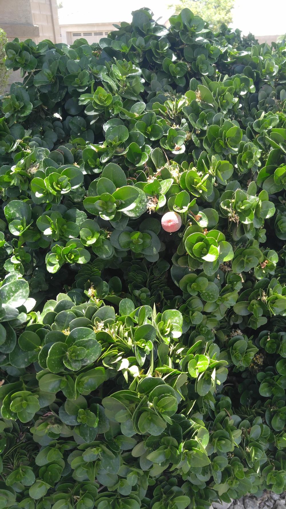 Photo of the fruit of Compact Natal Plum (Carissa macrocarpa 'Boxwood ...