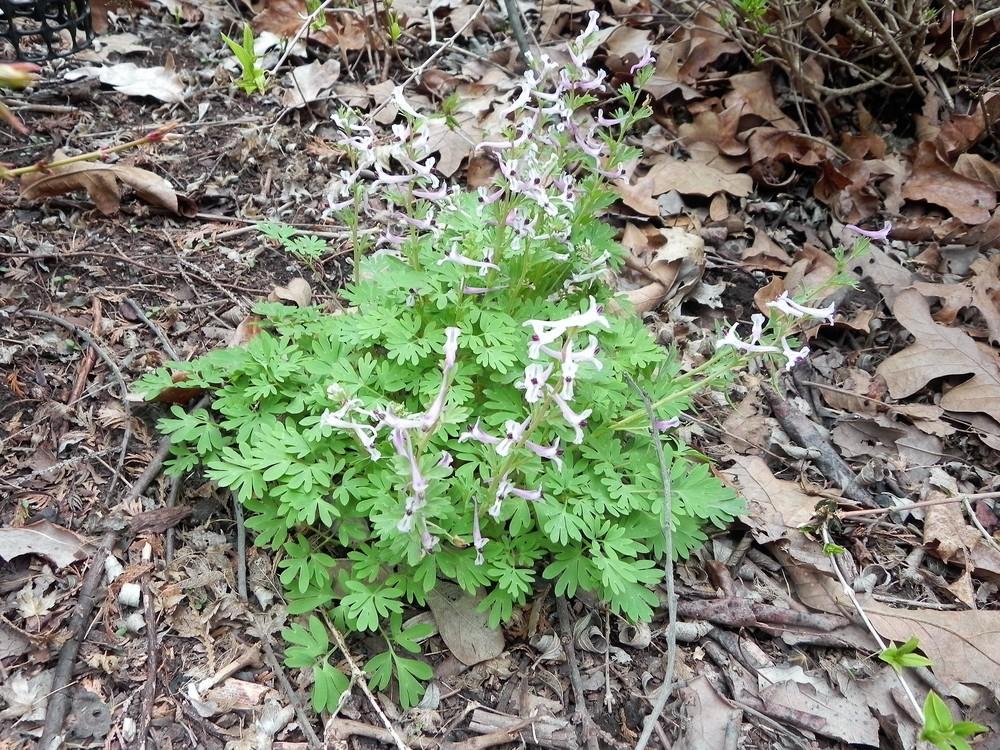 Photo of the entire plant of Corydalis henrikii posted by SL_gardener ...
