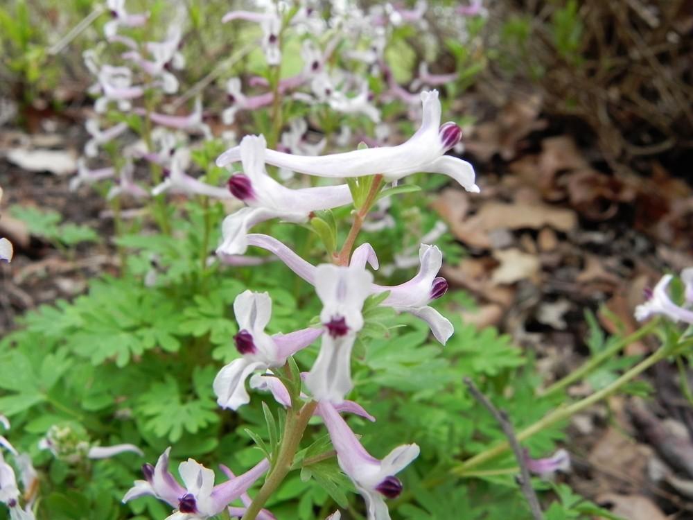Photo of the bloom of Corydalis henrikii posted by SL_gardener - Garden.org