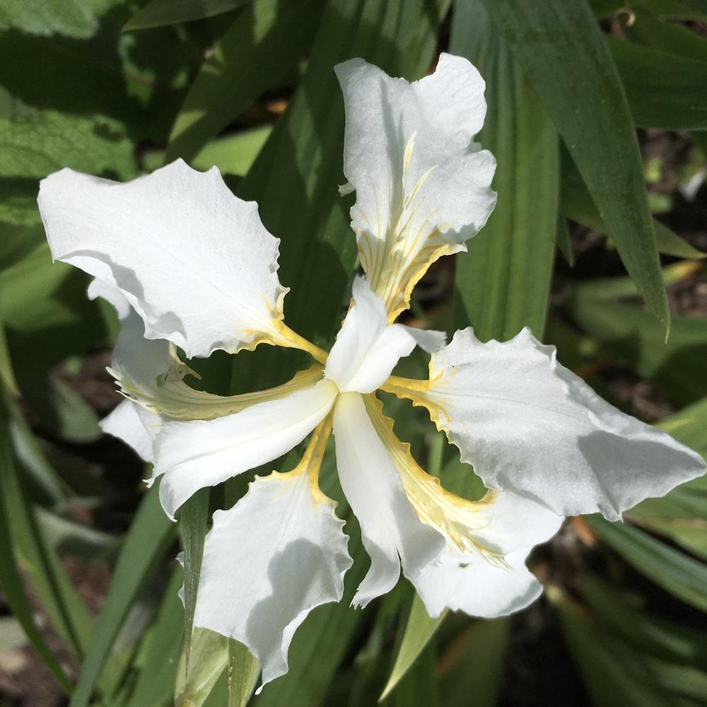 Species Iris (Iris tectorum 'Alba') in the Irises Database - Garden.org