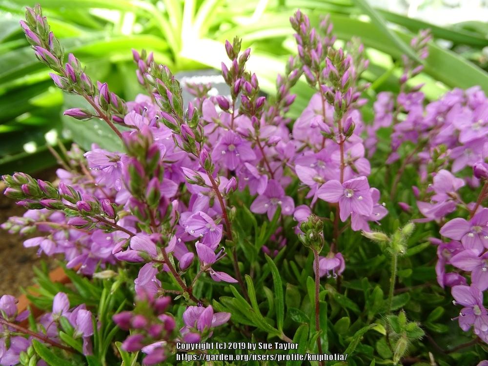 Photo of the bloom of Speedwell (Veronica prostrata 'Lilac Time ...