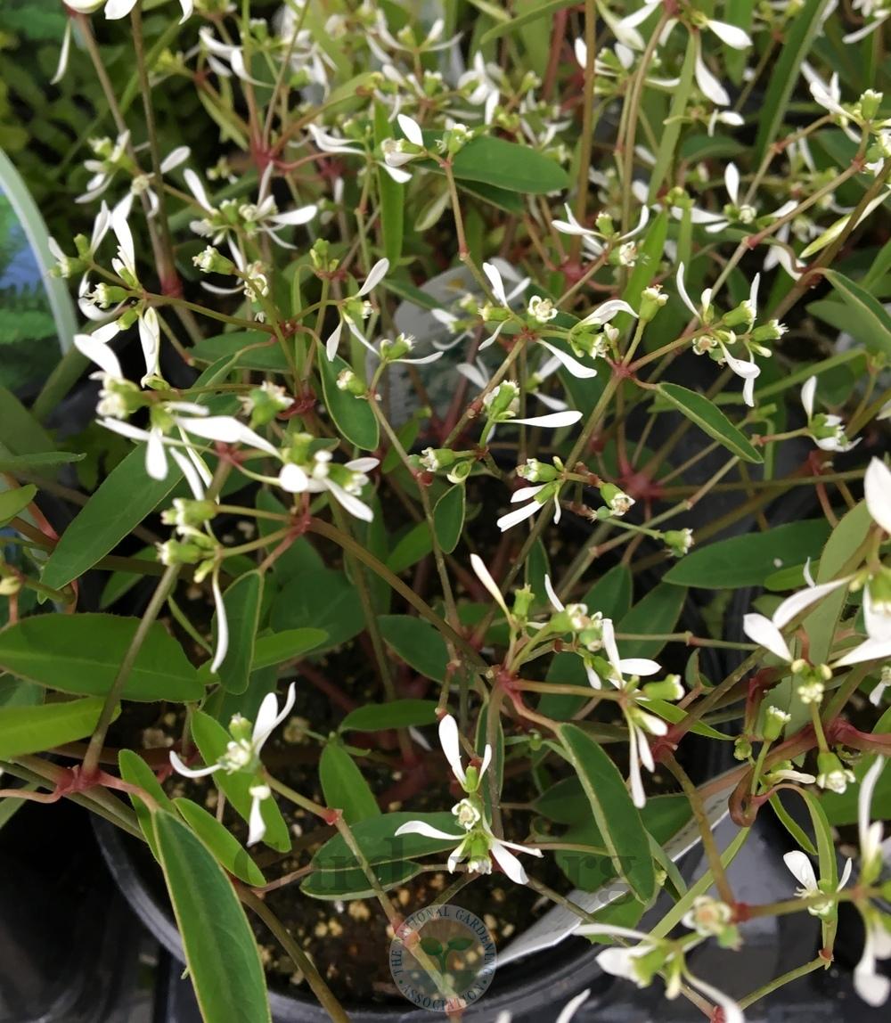 Euphorbia (Euphorbia hypericifolia Breathless® White) in the Euphorbias ...