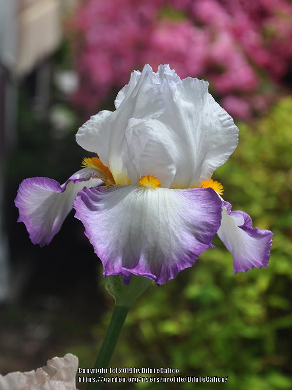 Photo of the bloom of Tall Bearded Iris (Iris 'Starting Fresh') posted ...