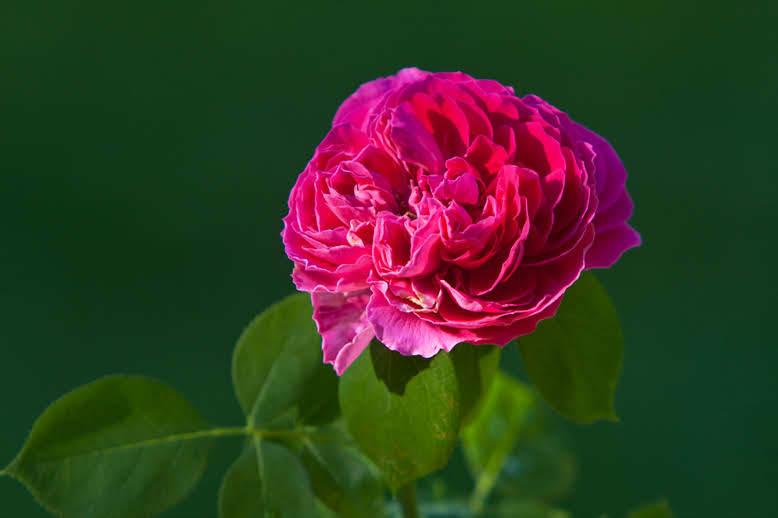Love this rose in Photo of Rose (Rosa 'Paul Neyron') - Garden.org