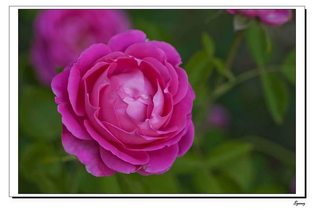 Photo of the bloom of Rose (Rosa 'Paul Neyron') posted by Lynnez ...