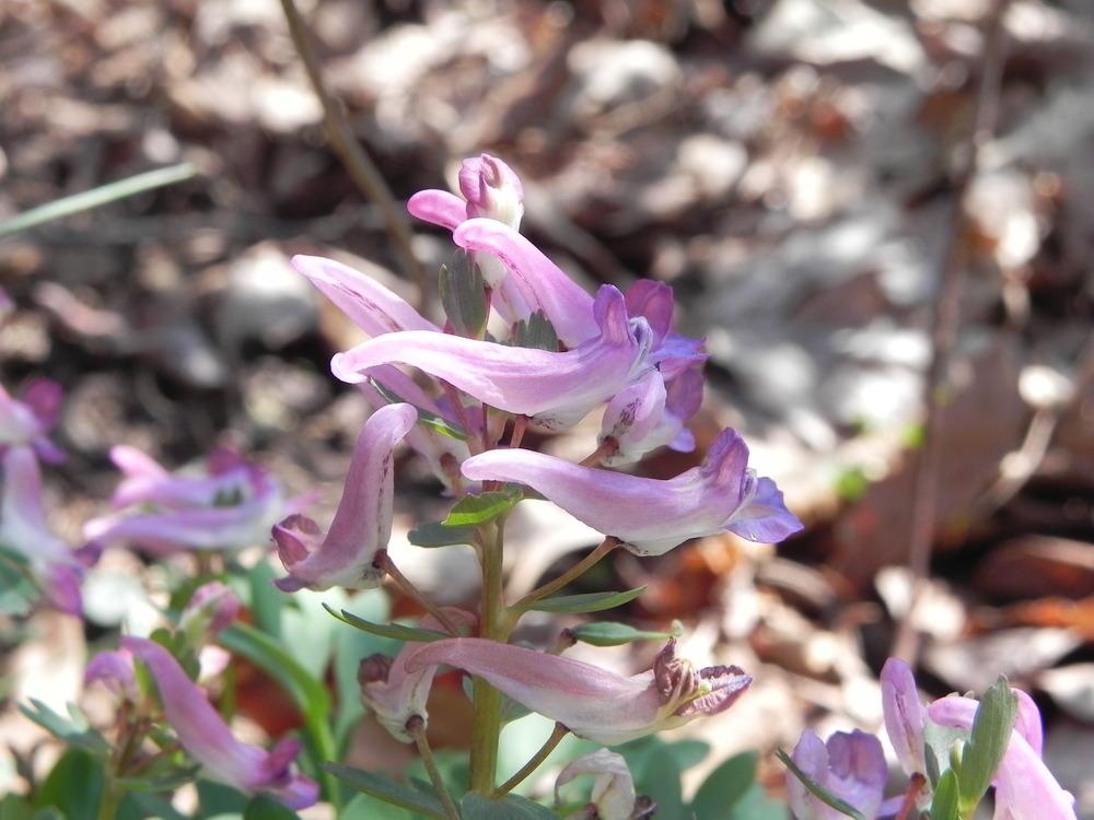 Photo of the bloom of Fumewort (Corydalis solida 'Decipiens') posted by ...