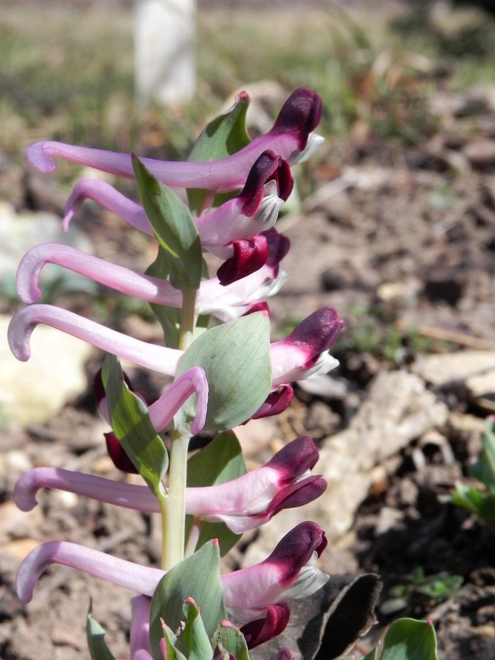 Photo of the bloom of Corydalis (Corydalis popovii) posted by SL ...