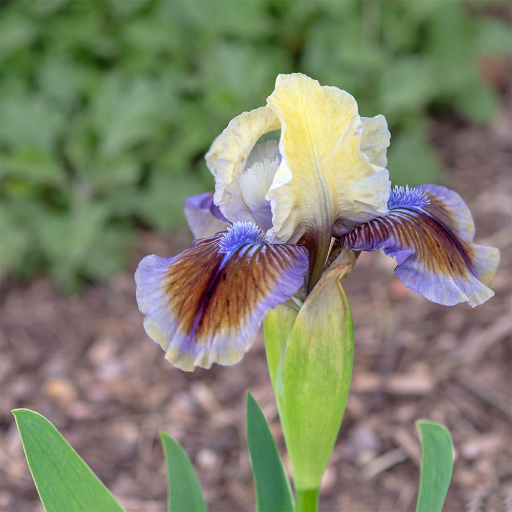 Photo of the bloom of Standard Dwarf Bearded Iris (Iris 'Rainbow Rim') posted by dirtdorphins ...