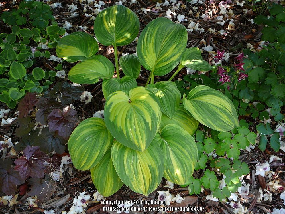 streaked hosta from seed in the Hostas forum - Garden.org