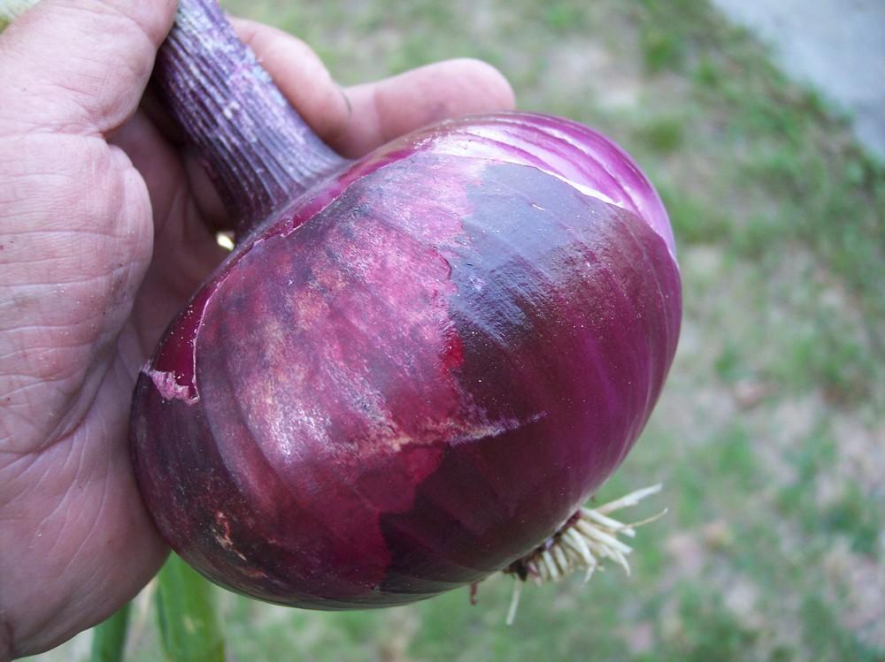 Onions: Plant Care and Collection of Varieties - Garden.org