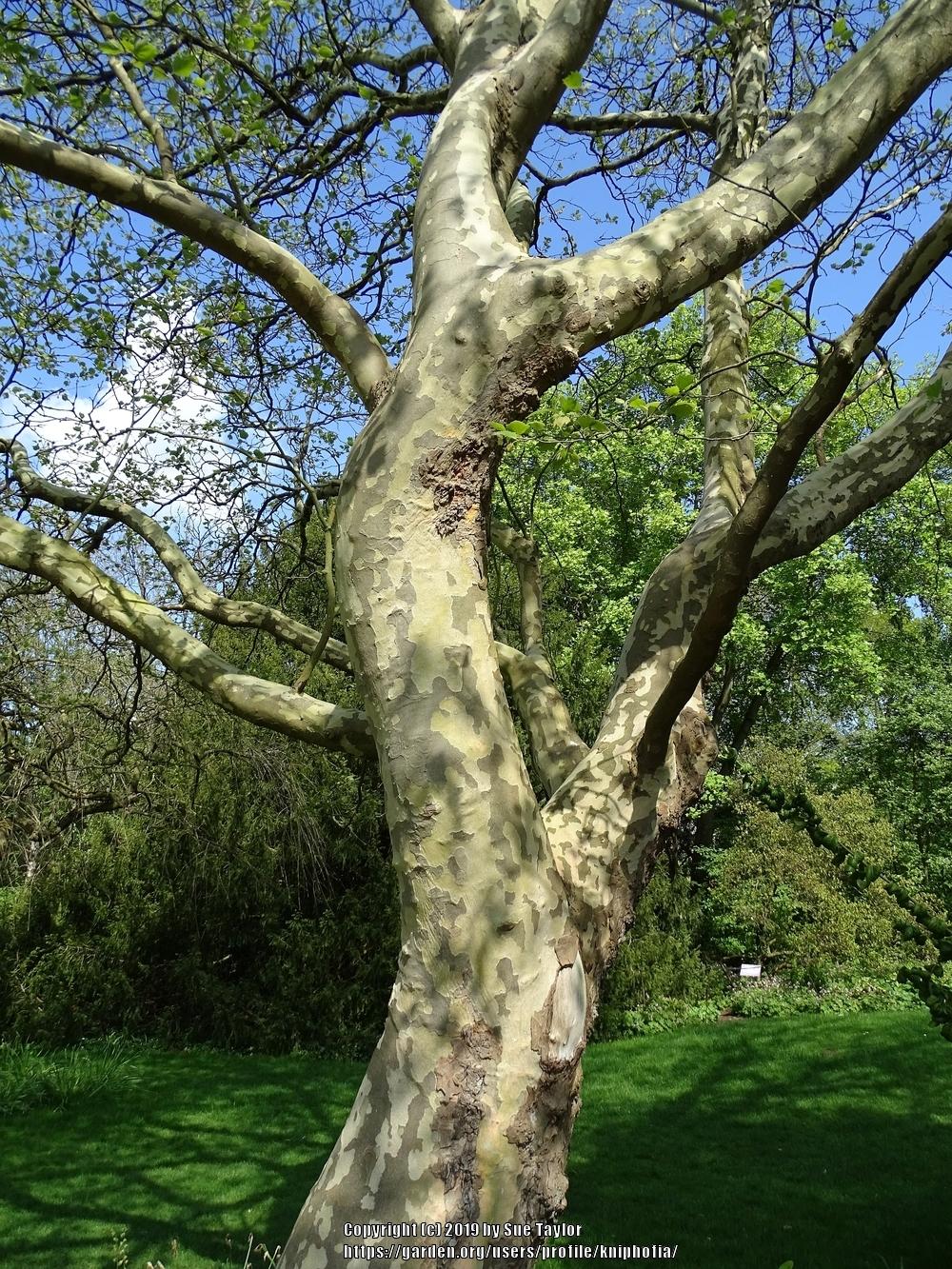Photo of the stem, scape, stalk or bark of London Planetree (Platanus x ...