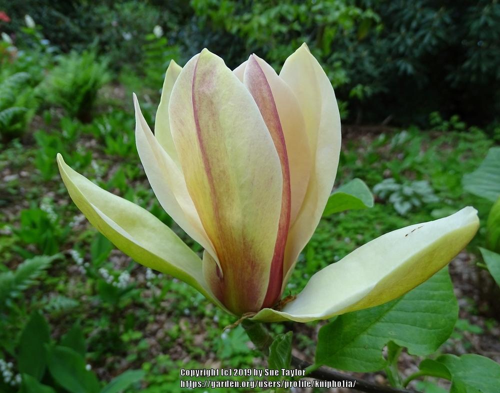 Photo of the bloom of Magnolia 'Sunsation' posted by kniphofia - Garden.org