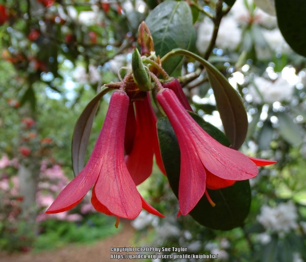 Rhododendrons: Plant Care and Collection of Varieties - Garden.org