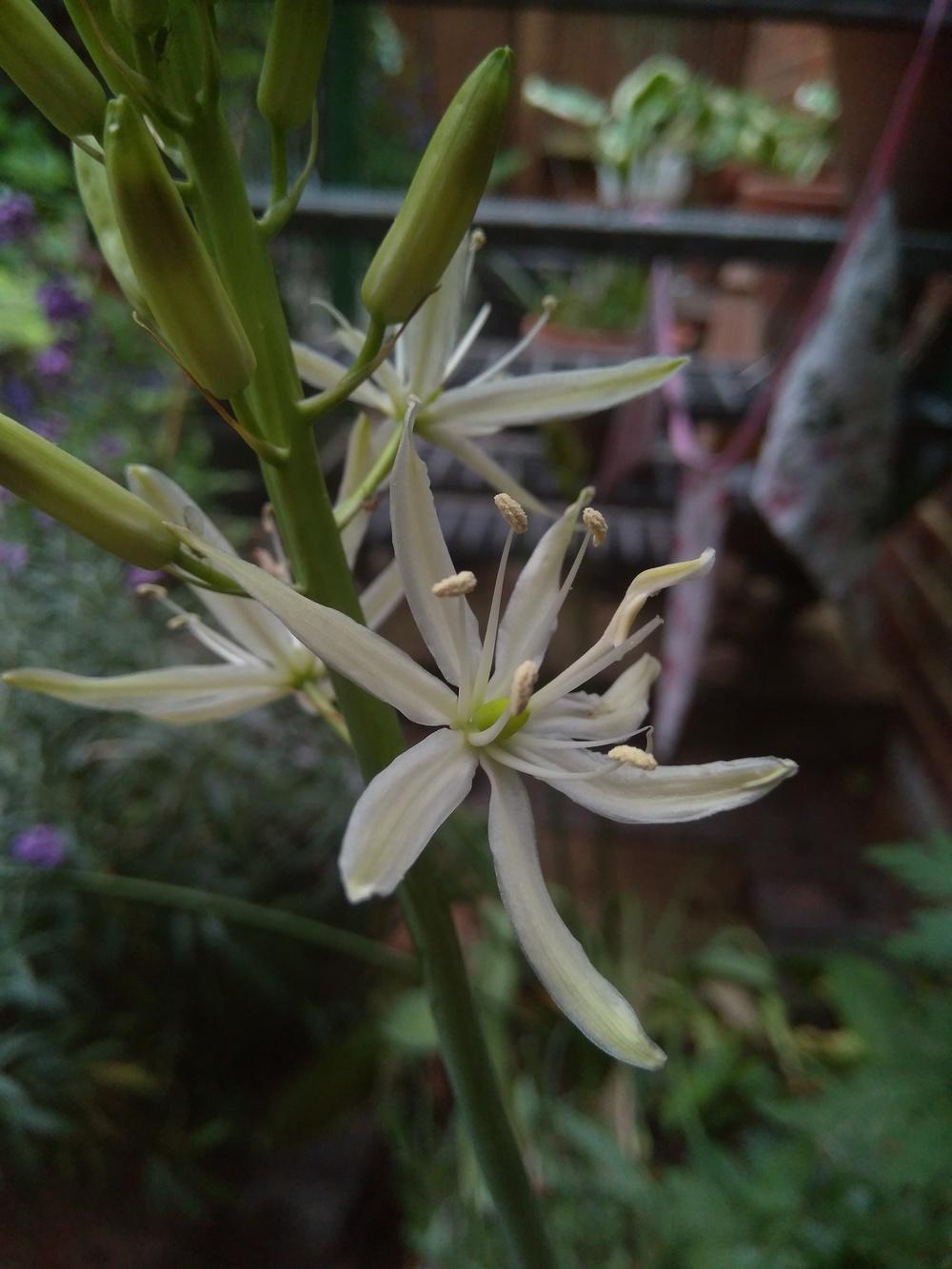 White flower (bulb) in the Plant ID forum - Garden.org