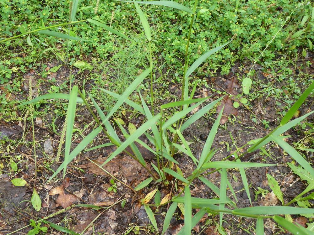 which Panicum? in the Plant ID forum - Garden.org