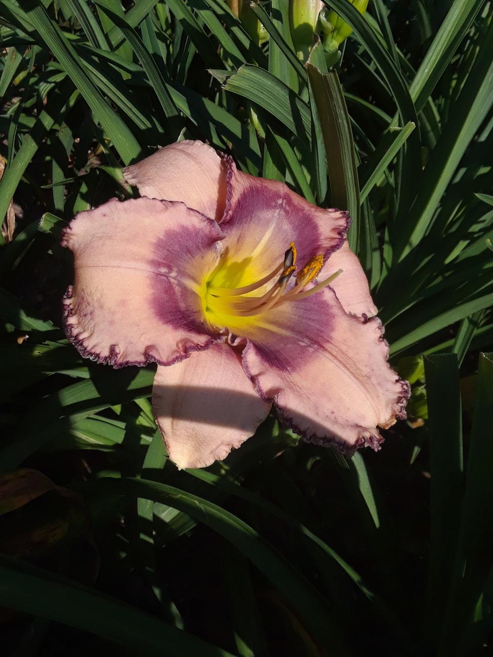 Photo of the bloom of Daylily (Hemerocallis 'Zoe Allegra') posted by ...