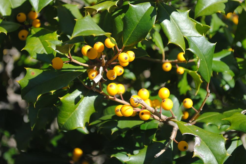 Yellow-Fruited American Holly (Ilex opaca 'Xanthocarpa') in the Ilex ...