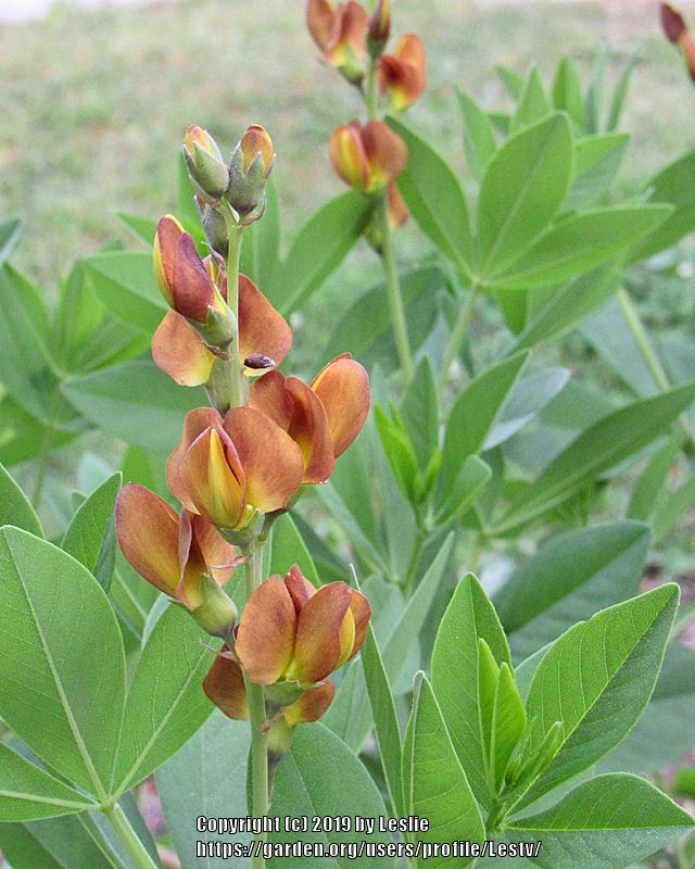 Baptisias: Plant Care and Collection of Varieties - Garden.org