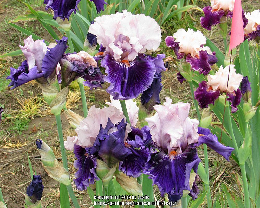 A wander around Iris Sisters Farm, May 2019 in the Irises forum ...