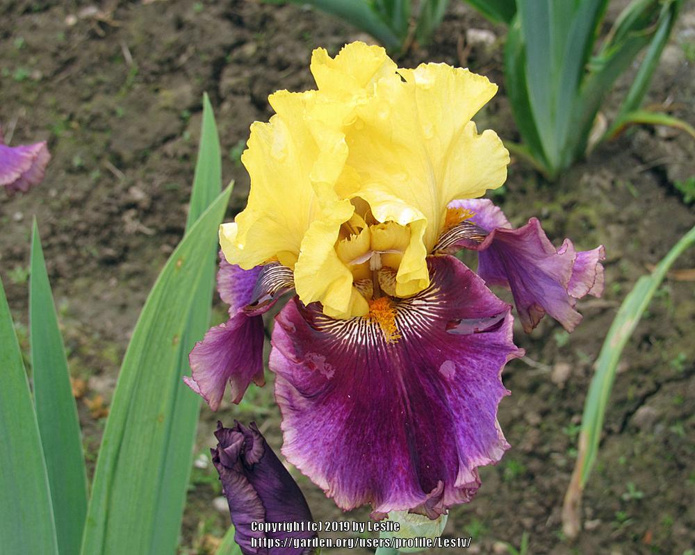 Tall Bearded Iris (Iris 'First Nation') in the Irises Database - Garden.org