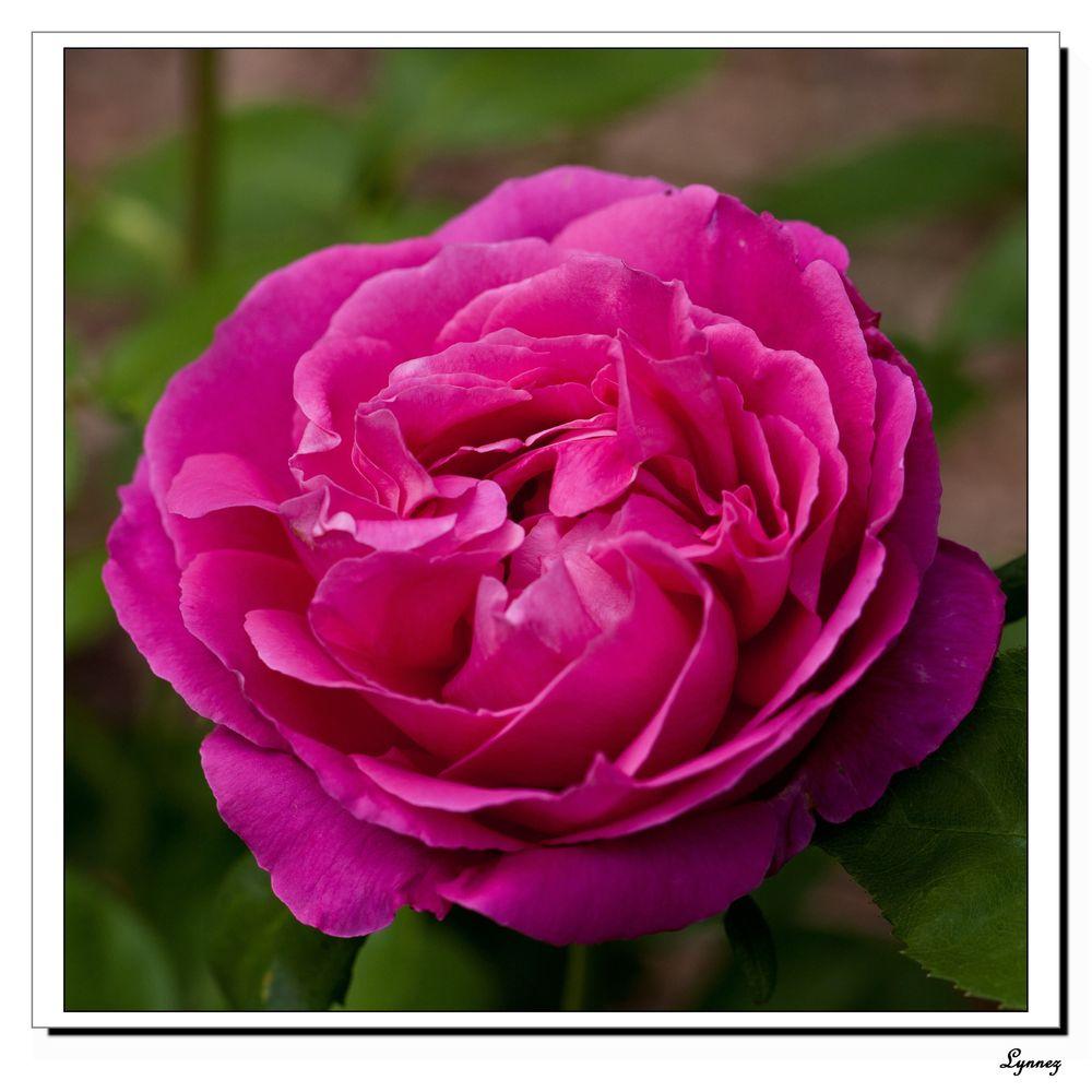 Rose (Rosa 'Paul Neyron') in the Roses Database - Garden.org