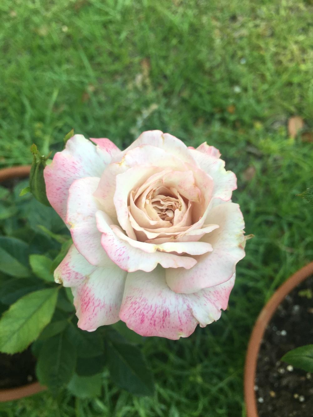 Photo of the bloom of Rose (Rosa 'Pinkerbelle') posted by MJOrwat ...