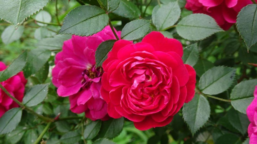 Photo of the bloom of Rose (Rosa 'Pink Flower Circus') posted by ...