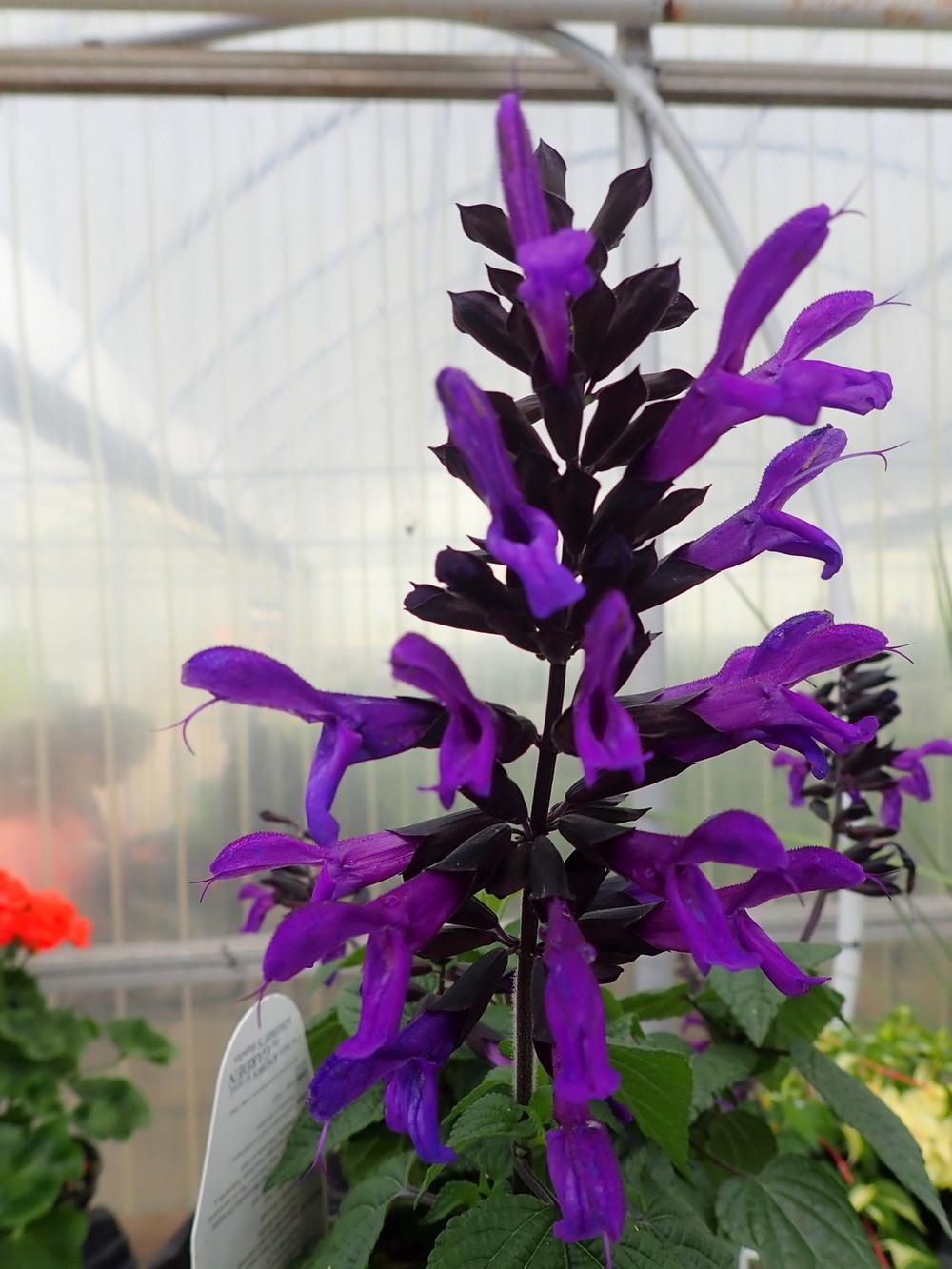 Photo of the bloom of Salvia Rockin'® Deep Purple posted by gardengus ...