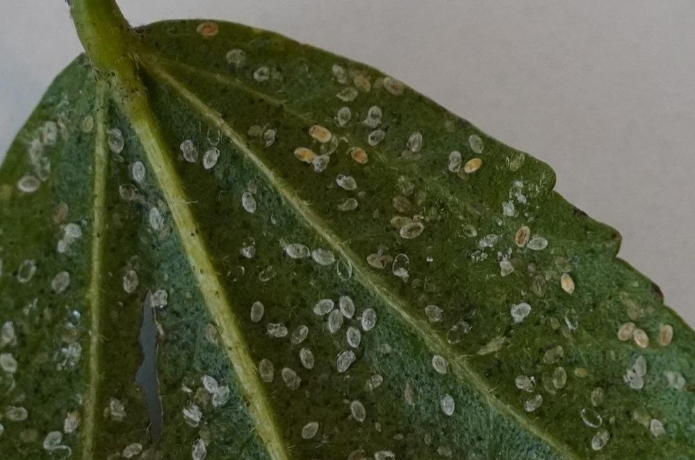Are these eggs on underside of leaves? in the Pests and Diseases forum ...