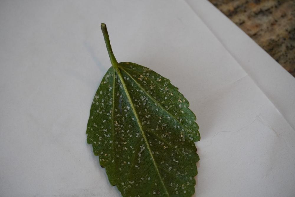 Are these eggs on underside of leaves? in the Pests and Diseases forum ...