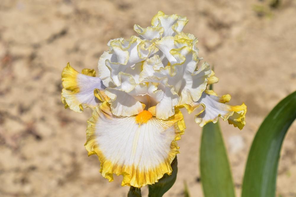 Tall Bearded Iris (Iris 'Skirt Alert') in the Irises Database - Garden.org
