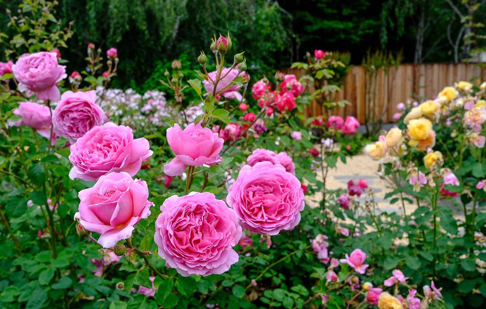 Photo of the bloom of Rose (Rosa 'Princess Alexandra of Kent') posted ...