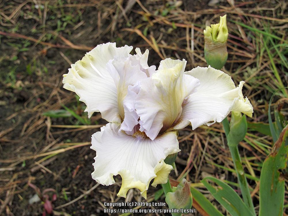 A wander around Iris Sisters Farm, May 2019 in the Irises forum ...