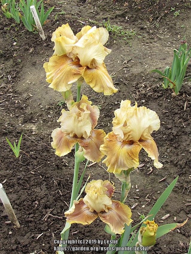 Tall Bearded Iris (Iris 'Afternoon Tea') in the Irises Database ...