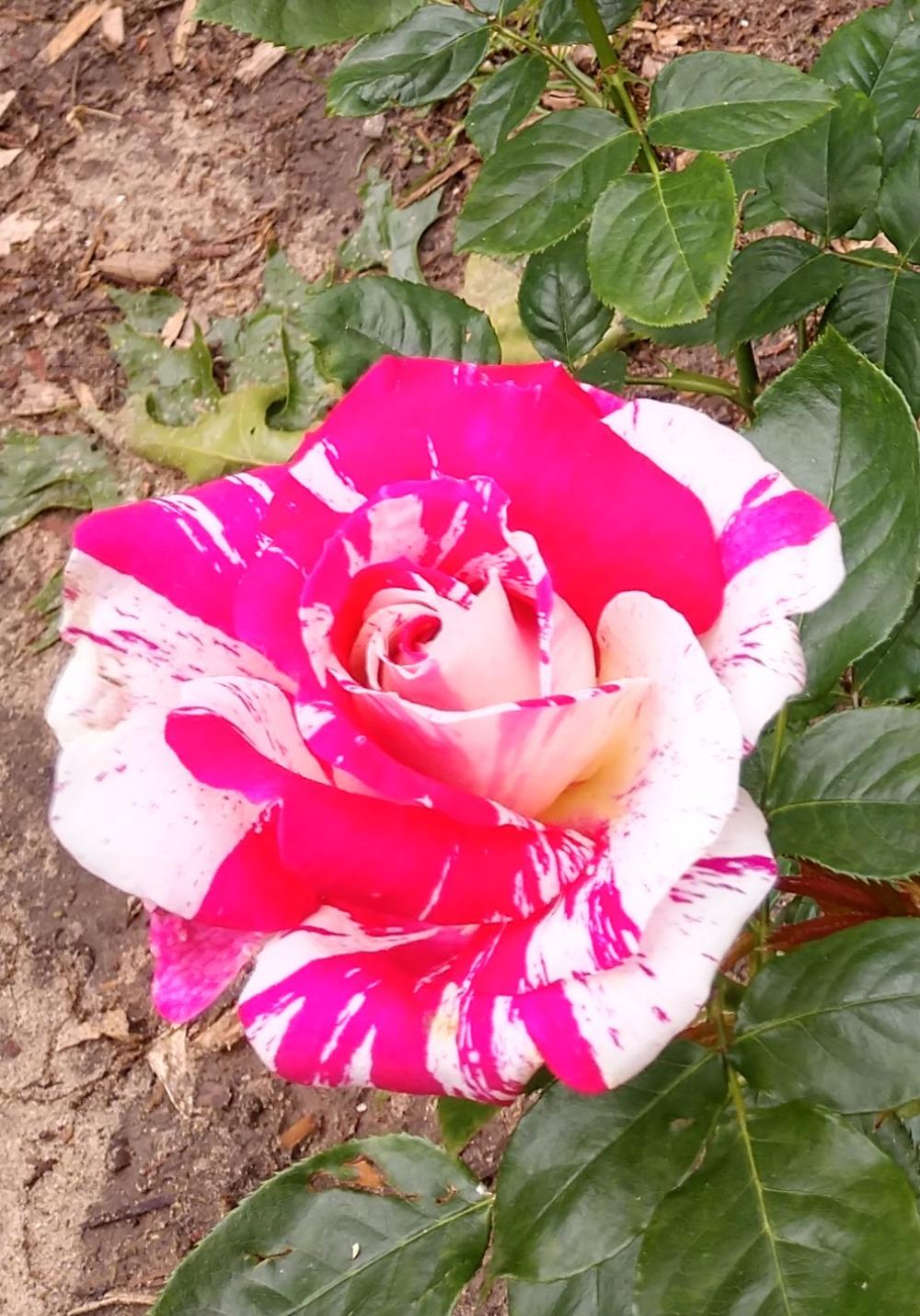 Box store bagged roses. in the Roses forum - Garden.org
