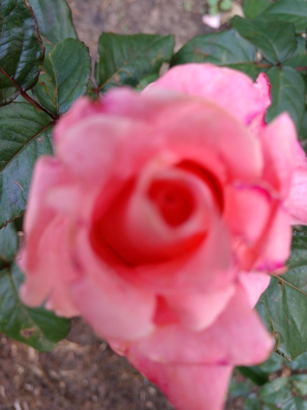 Box store bagged roses. in the Roses forum - Garden.org